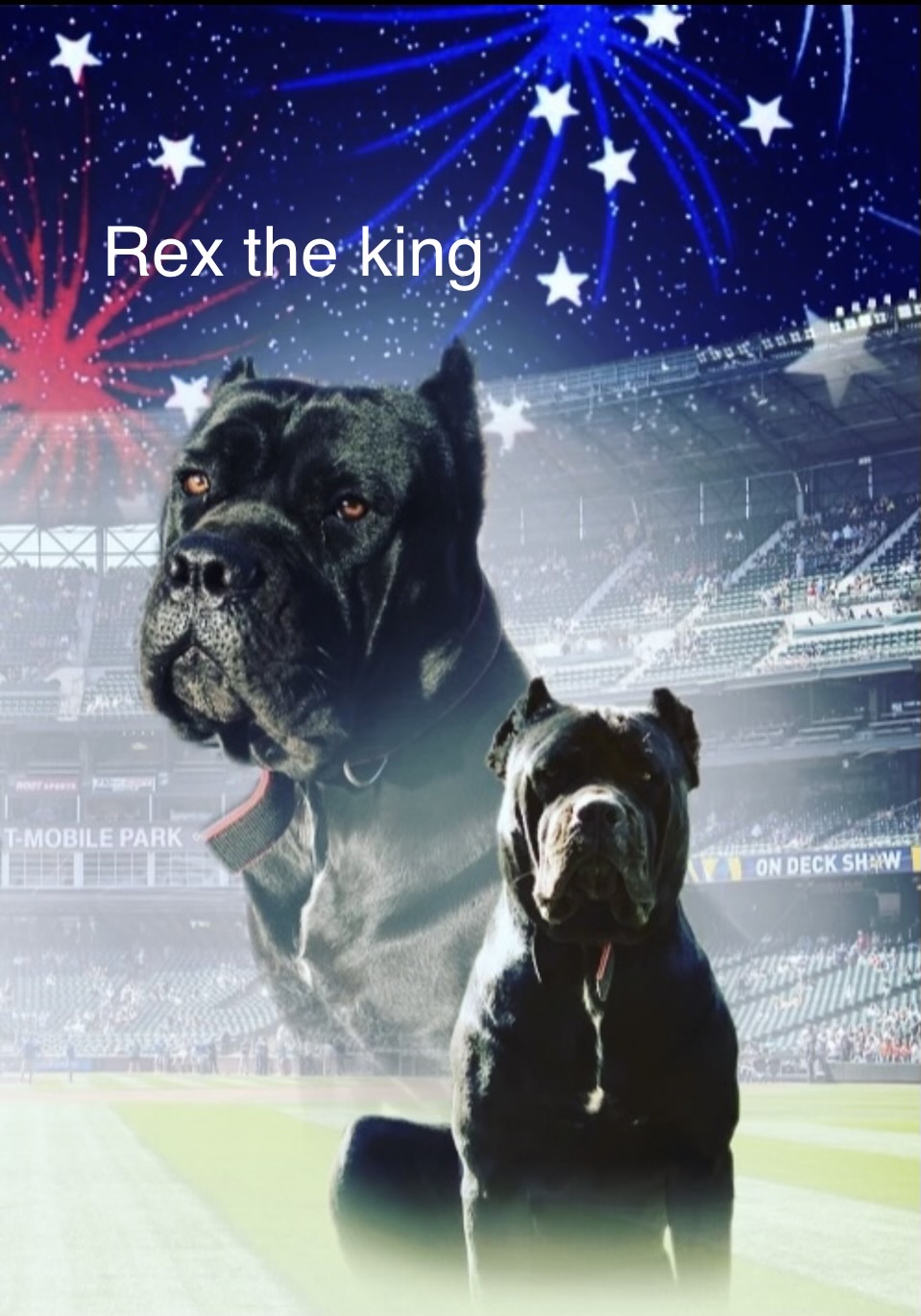 Sires/Dams - allstarcanecorso.com